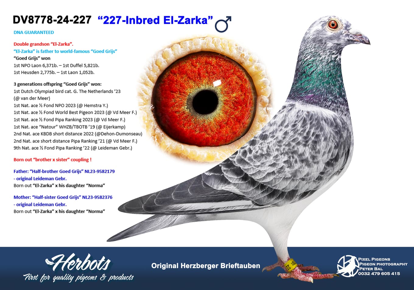 “286-Son Leoni” - DV-08778-24-286