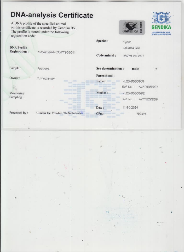 “249-Inbred Brother Claire” - DV-08778-24-249