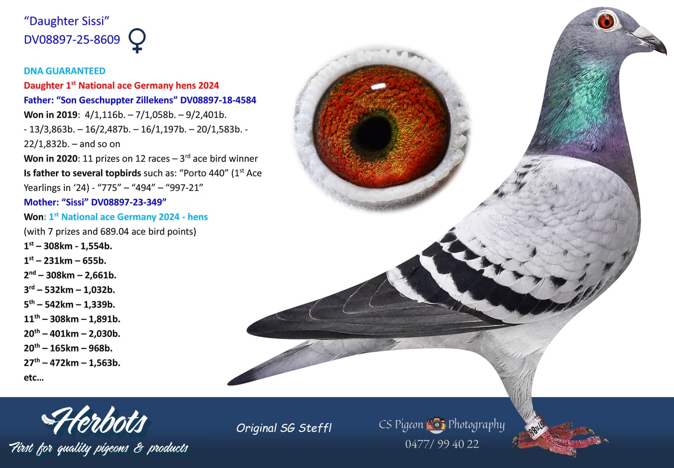 Pigeon Bids SG Steffl