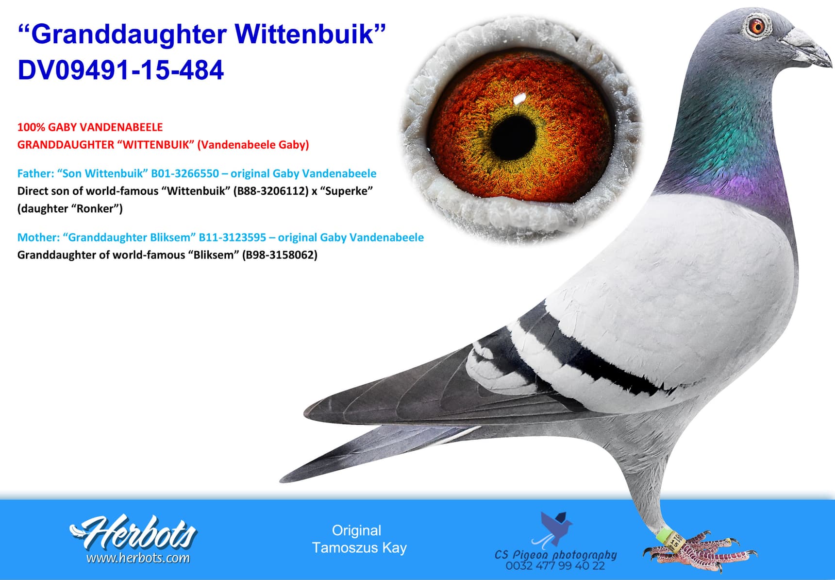 “977-Inbred Fieneke 5000” - DV-0516-16-977