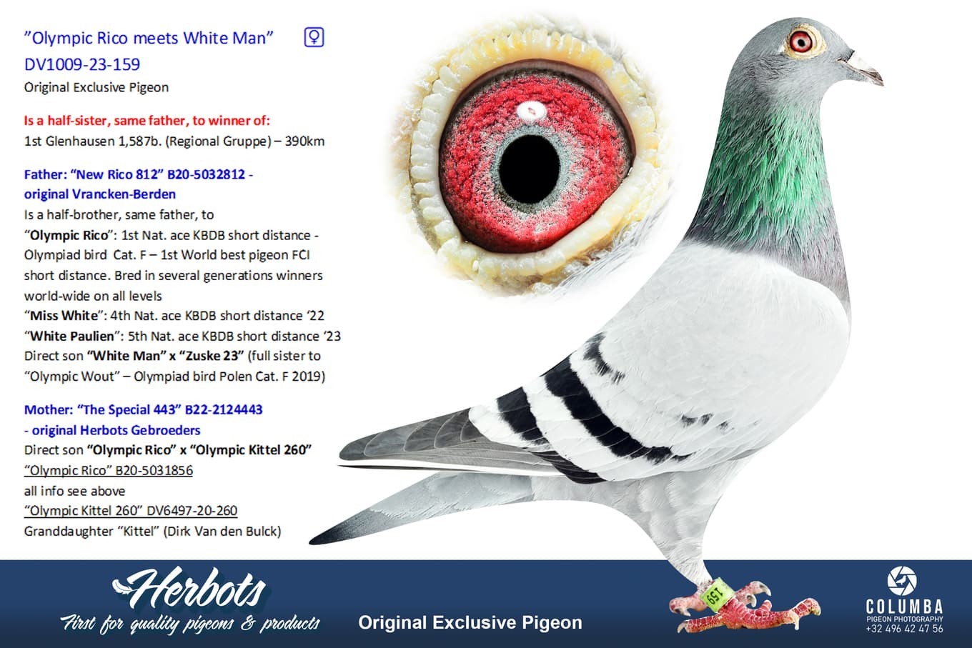 “826-Double Olympic Rico” - DV-01408-25-826