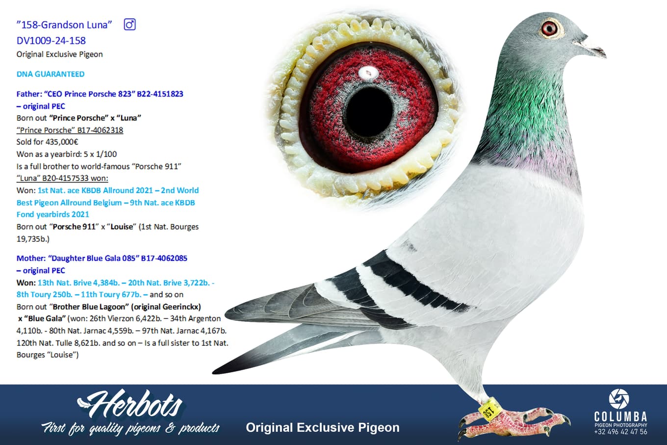 ”CEO Best Kittel 181” - BE-23-4181181