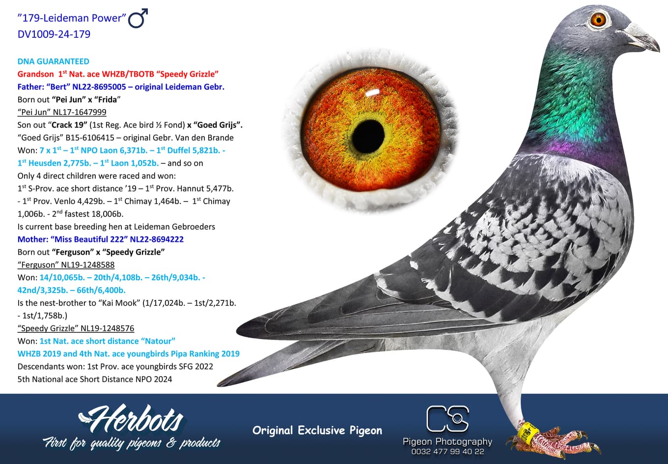 Pigeon Bids Exclusive pigeon - June 2025