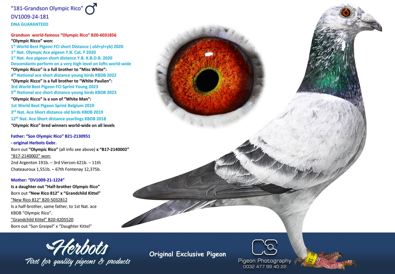 Pigeon Bids Exclusive pigeon - June 2025