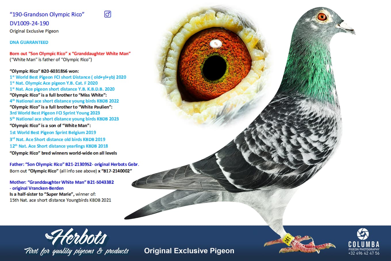 “202-Grandson Olympic Rico” - DV-01009-24-202