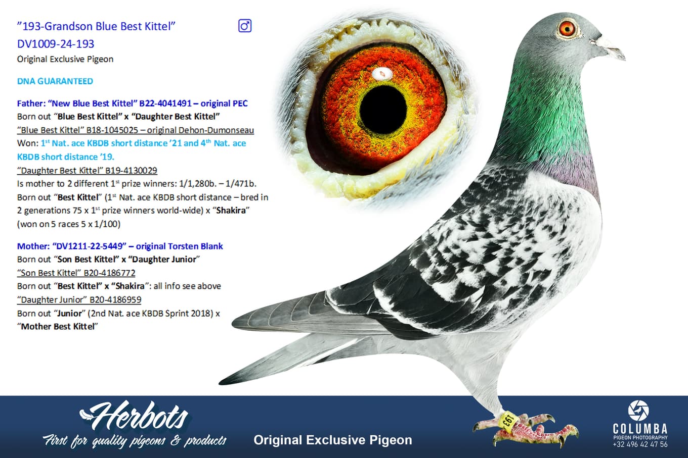 ”822-Granddaughter Blue Best Kittel” - DV-01408-25-822