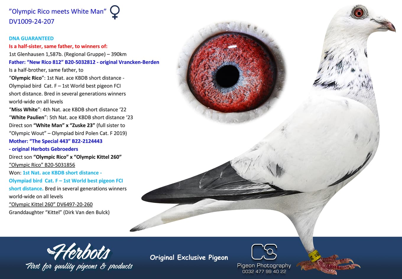 Pigeon Bids Exclusive pigeon - June 2025