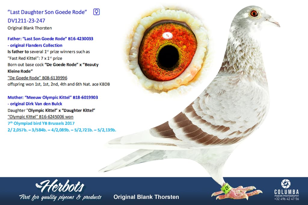 ”Daughter Son Goede Rode” - DV-01367-22-574