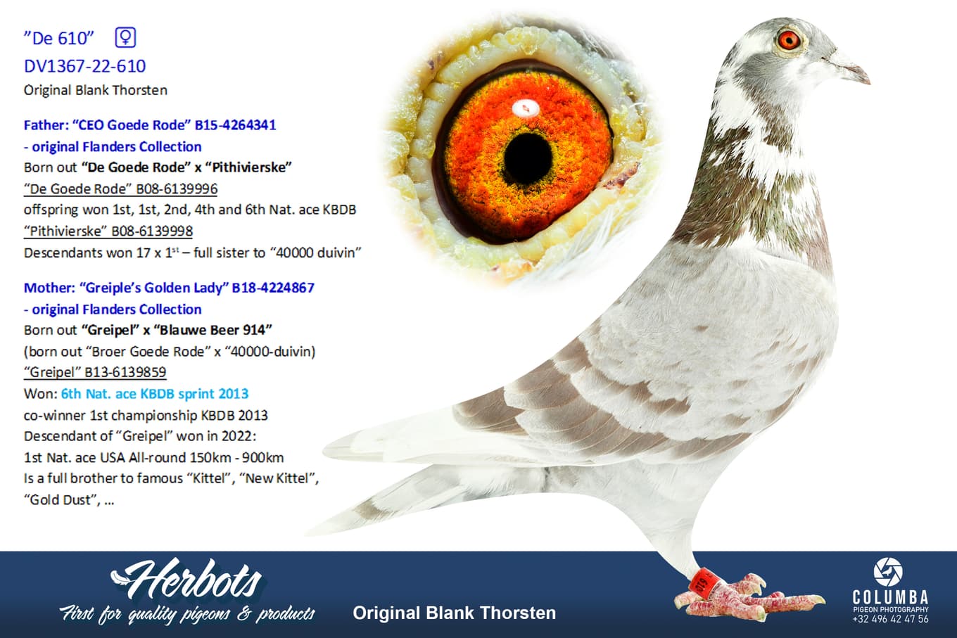 ”Daughter Son Goede Rode” - DV-01367-22-574