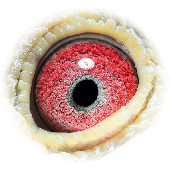 ”829-White Man/Louis Vuitton” - DV-01408-25-829