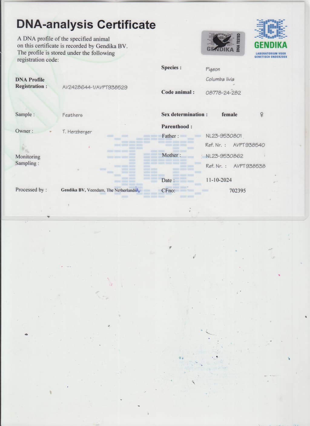 “282-Inbred Brother Claire” - DV-08778-24-282