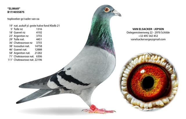 “887-Elimar/Feeks Power” - BE-25-6185887