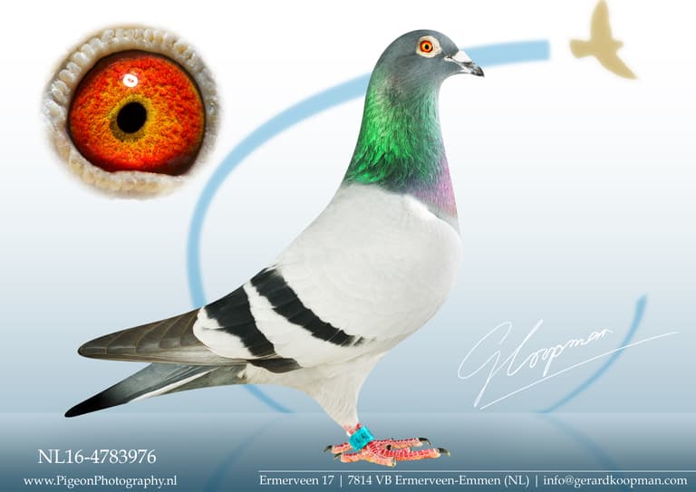 The world class of Gerard Koopman pigeons