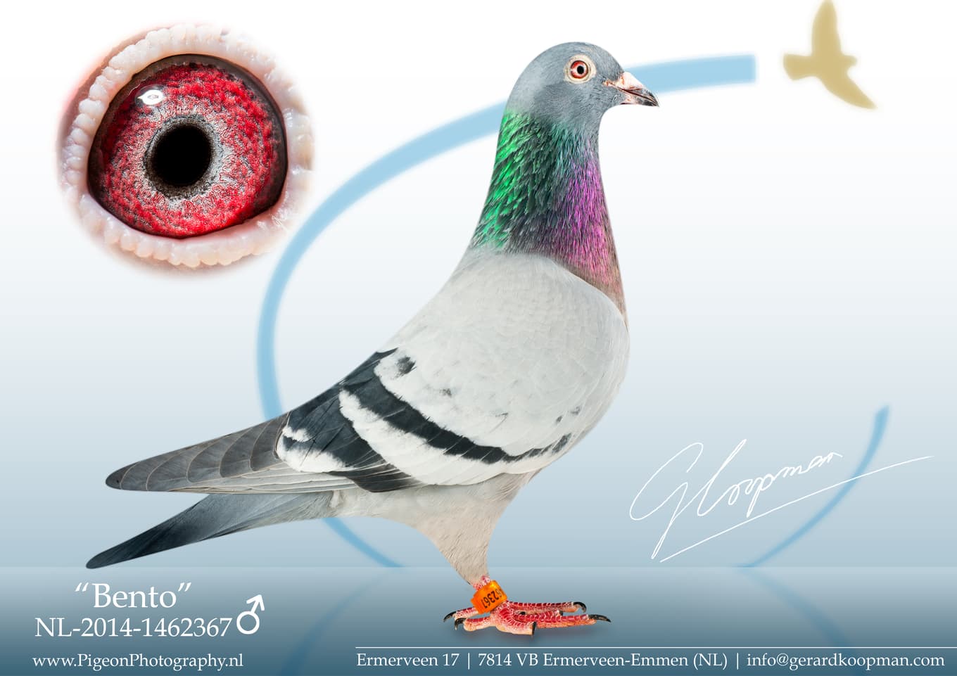 The world class of Gerard Koopman pigeons