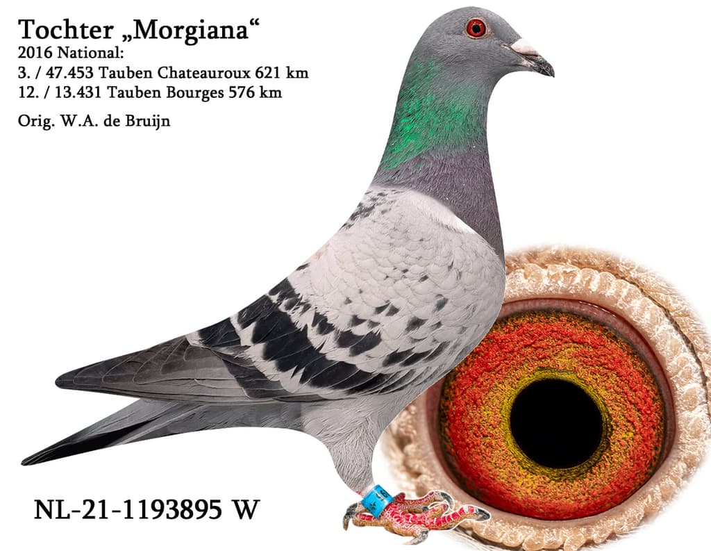 “8869-Brother Sissi” - DV-08897-25-8869