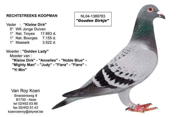 100 % Gerard Koopman Inbred "Kleine Dirk" - BE-24-2007344