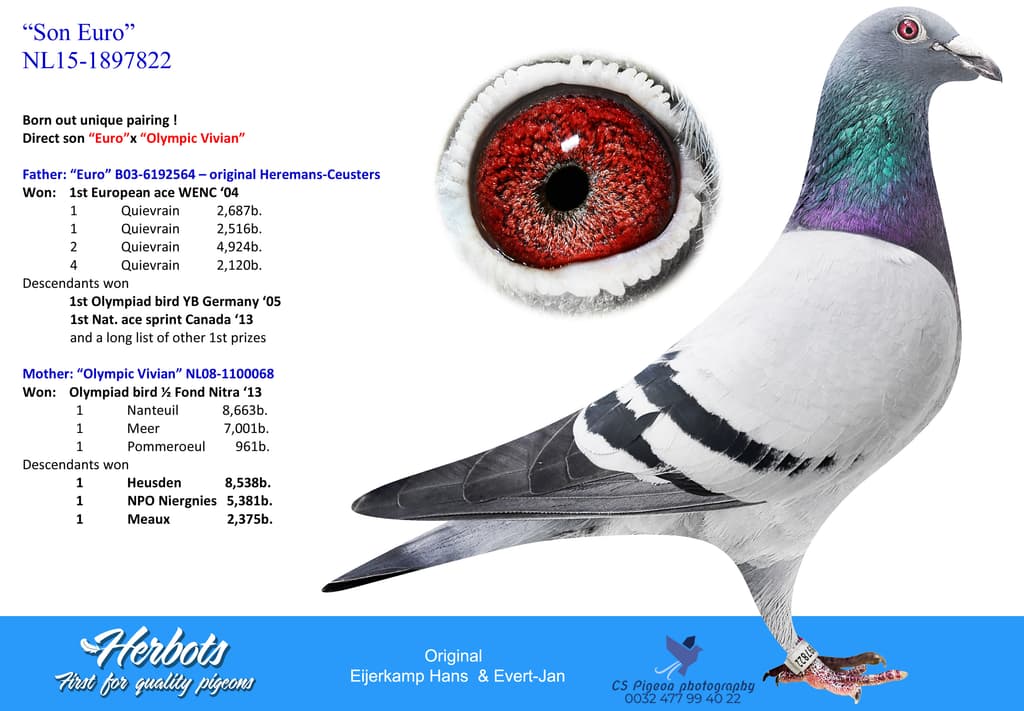 Pigeon Bids Heremans Collection