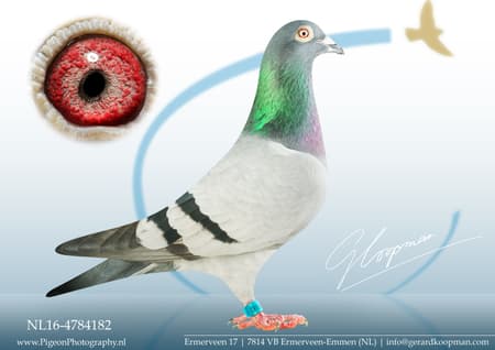 The world class of Gerard Koopman pigeons
