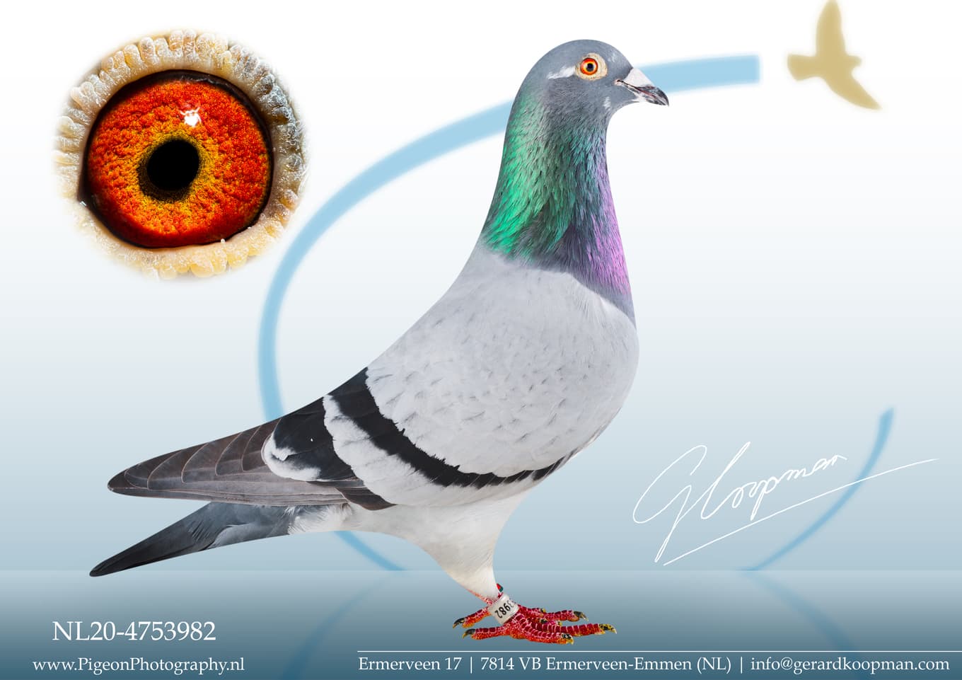 The world class of Gerard Koopman pigeons