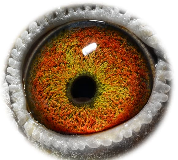 “吉尔之半姐妹” - NL-21-1290135