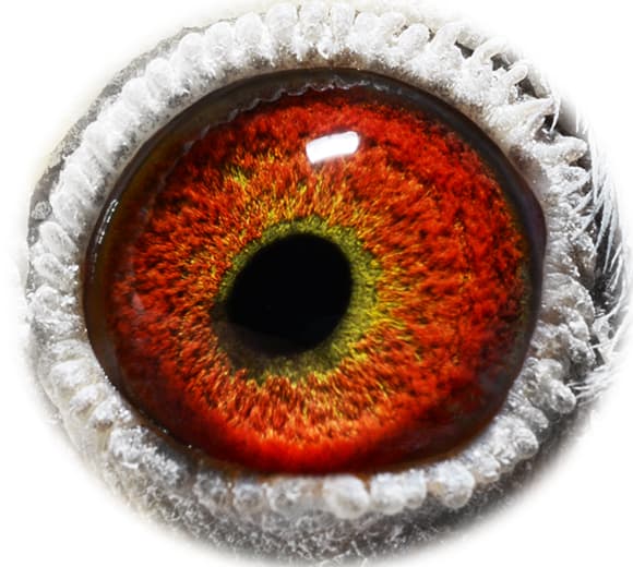 “199-Half-sister Jill” - NL-21-1290199