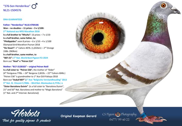 ”Son Phidippides” - NL-19-1244977