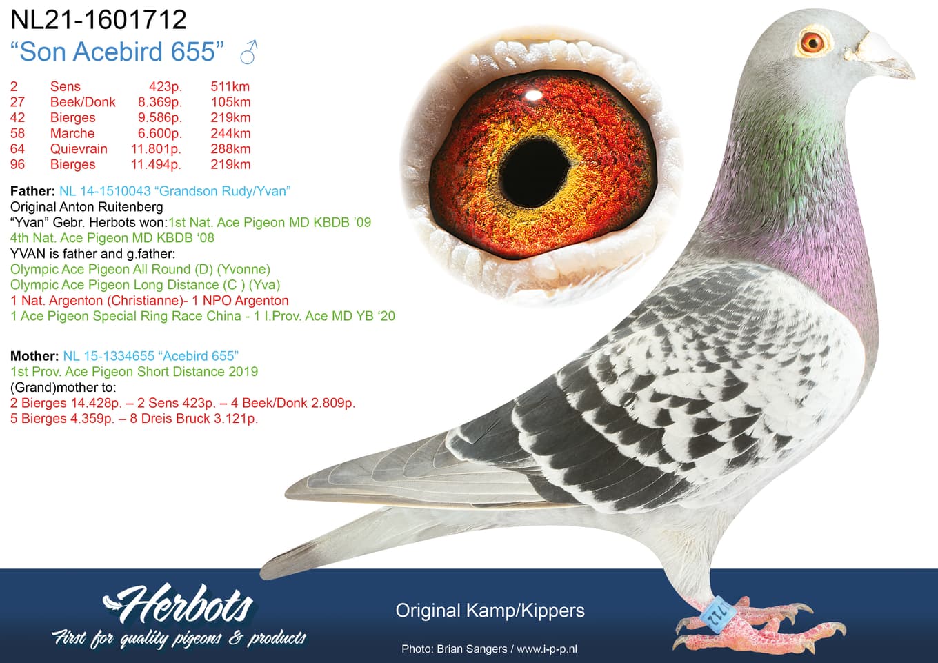 "Leonida's Inbred 163" - NL-25-1605163