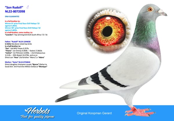 Pigeon Bids Gerard Koopman OLR birds