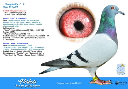The world class of Gerard Koopman pigeons
