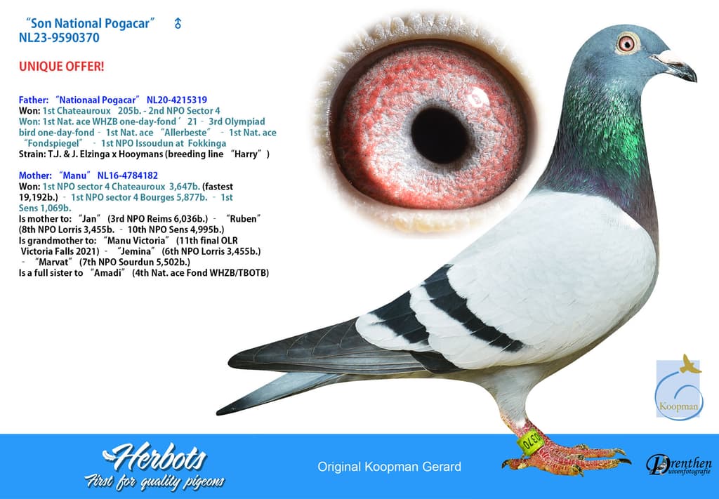 The world class of Gerard Koopman pigeons