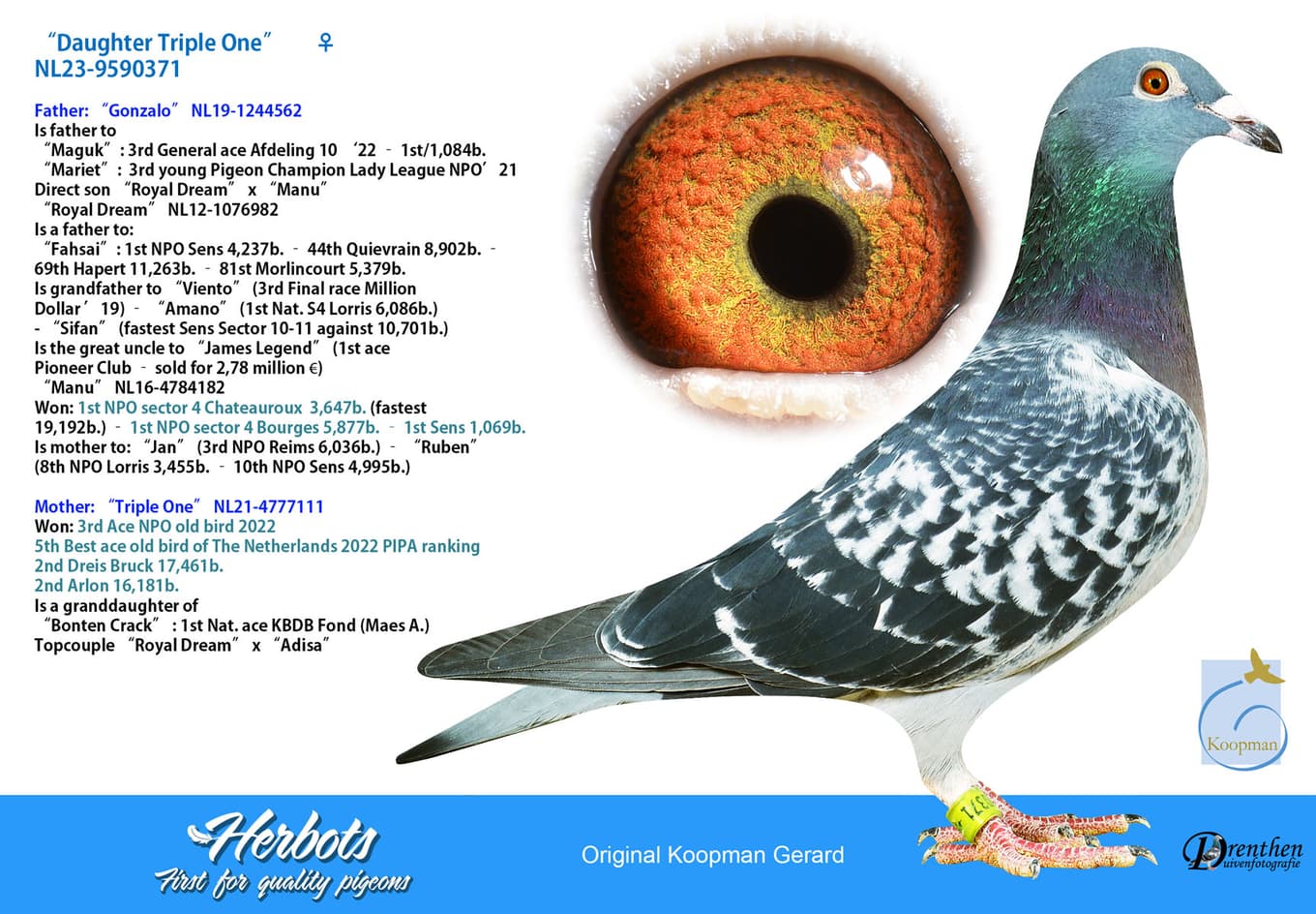 The world class of Gerard Koopman pigeons
