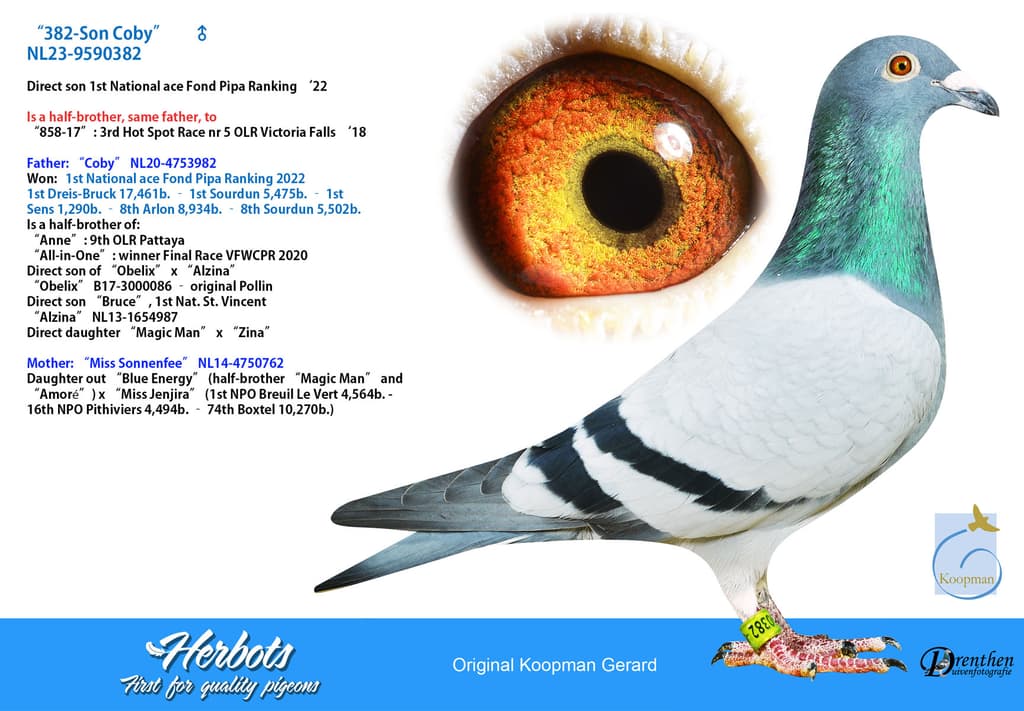 The world class of Gerard Koopman pigeons