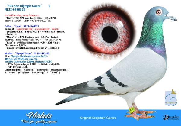 The world class of Gerard Koopman pigeons