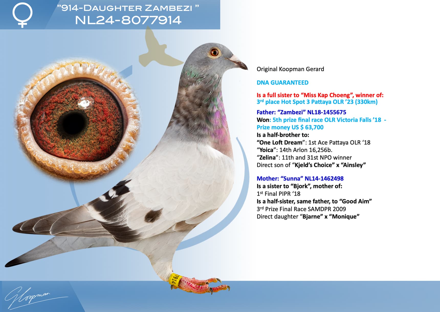 ”914-Daughter Zambezi ” - NL-24-8077914