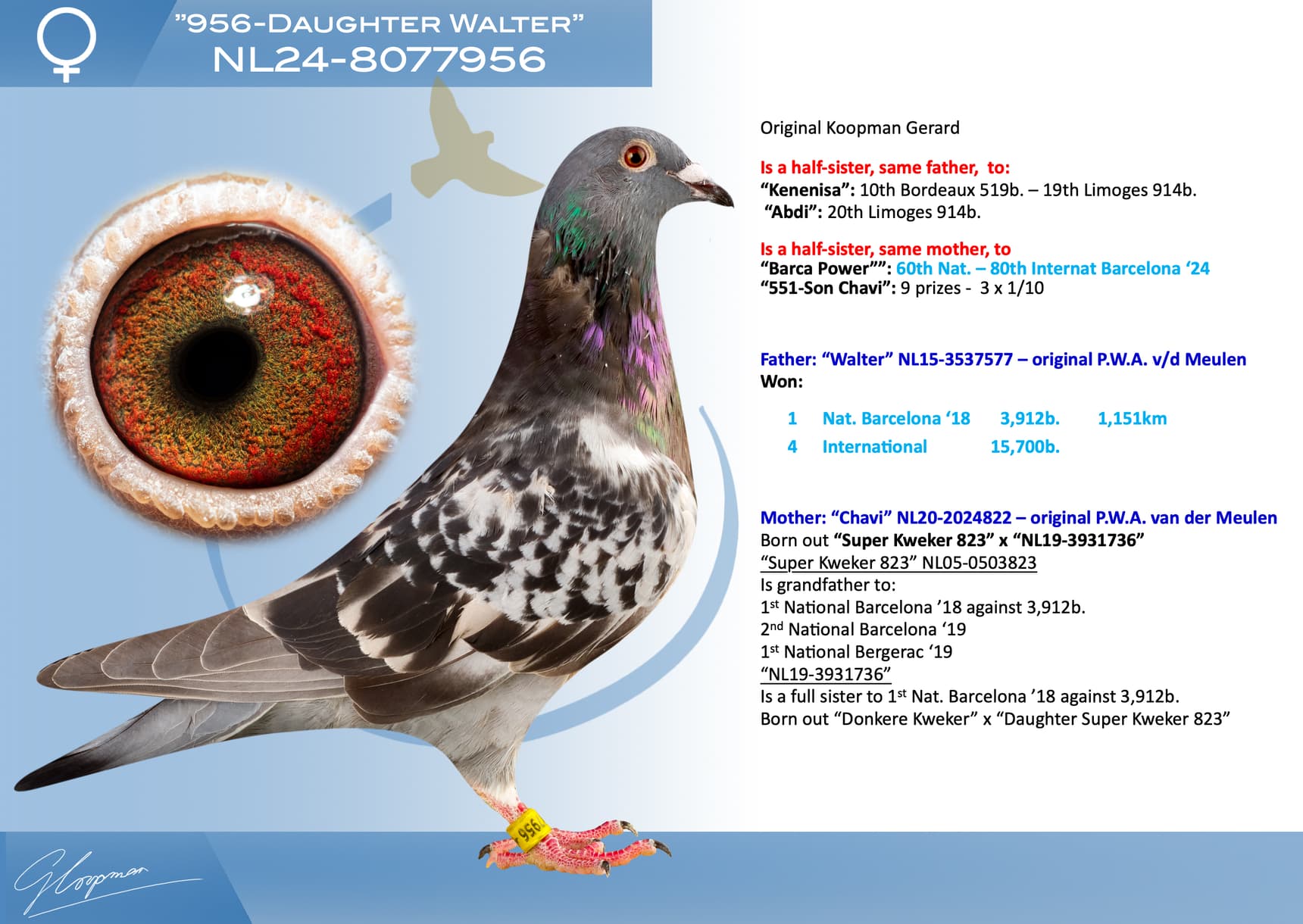 ”956-Daughter Walter” - NL-24-8077956