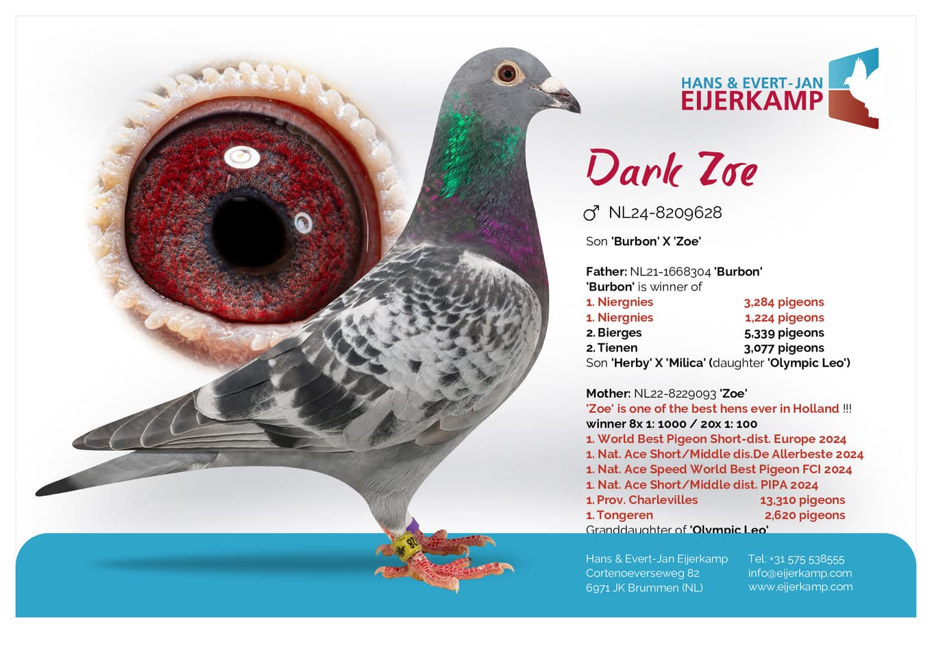 Pigeon Bids Eijerkamp Hans & Evert-Jan - March 2025