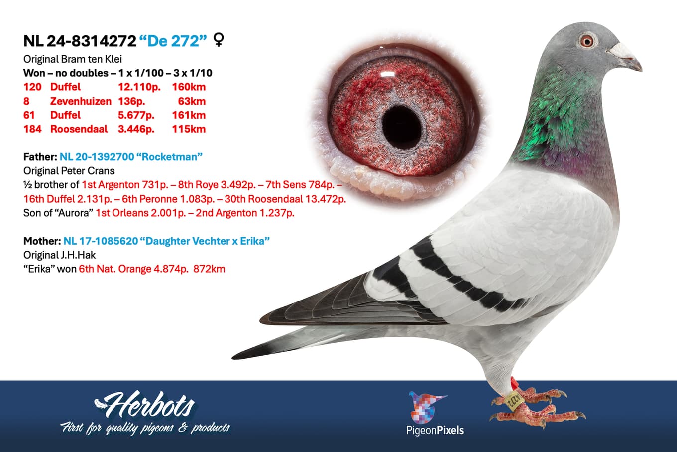 "Rocketman" - NL-24-8308133