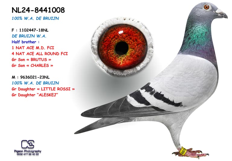 Herbots - First for quality pigeons & products