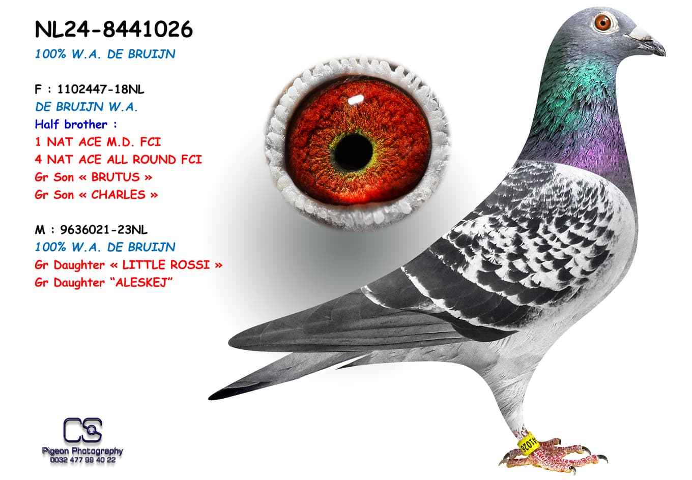 Herbots - First for quality pigeons & products