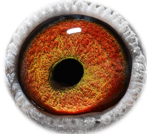 “Kristof meets Mon Mome” - NL-24-8470530