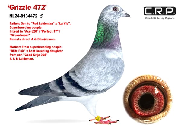 Herbots - First for quality pigeons & products