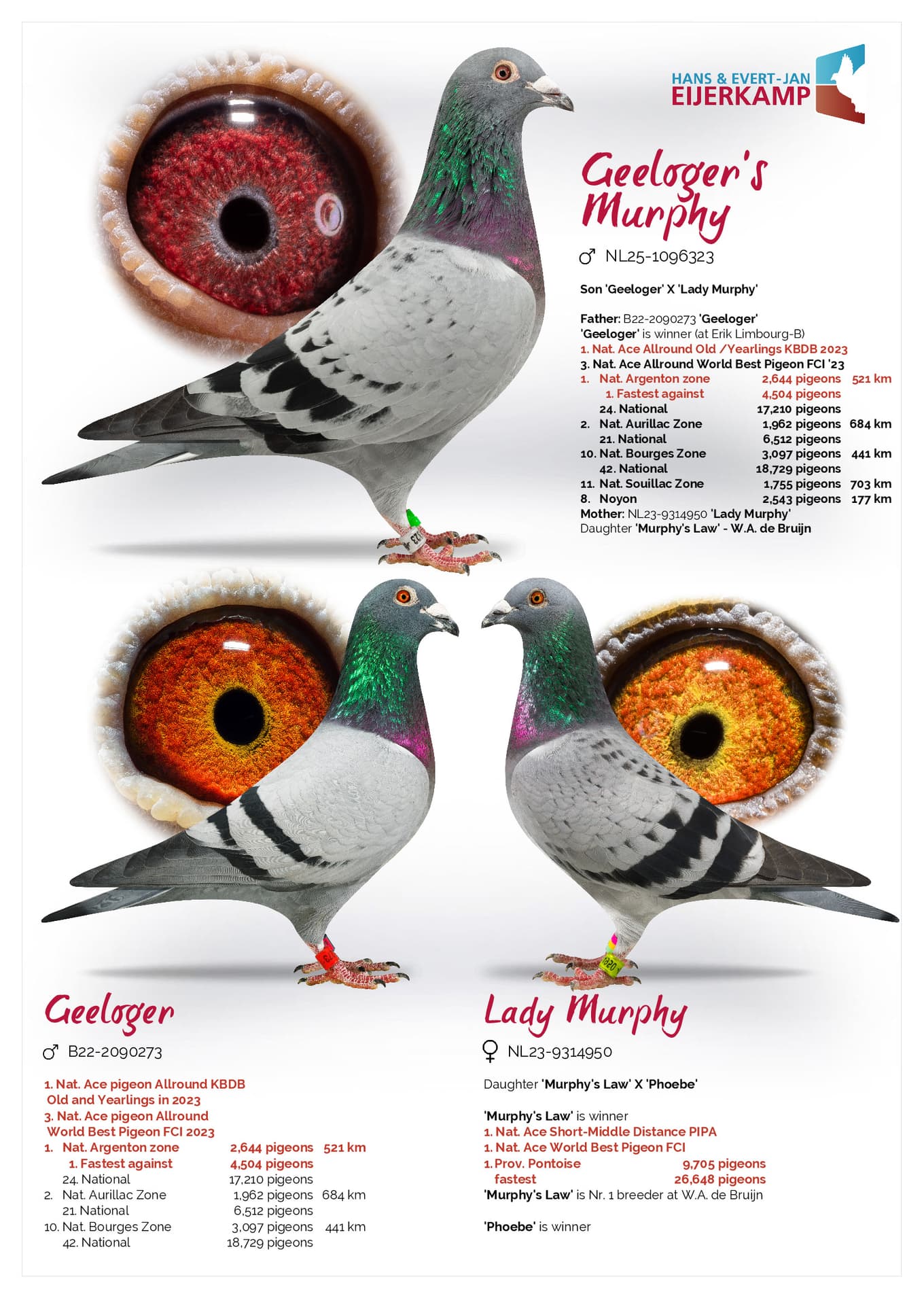 “Geeloger’s Murphy” - NL-25-1096323