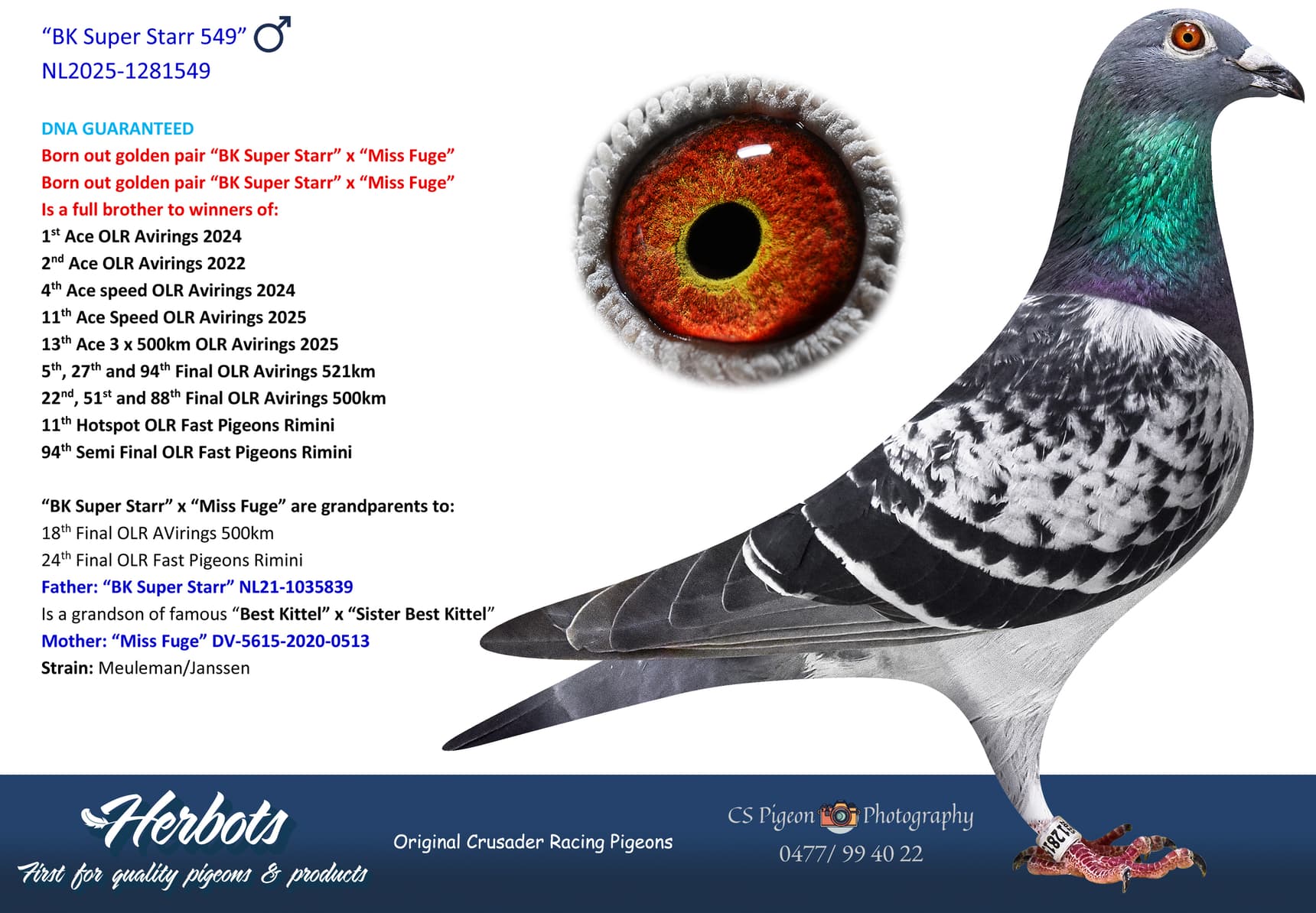 Pigeon Bids Crusader Racing Pigeons