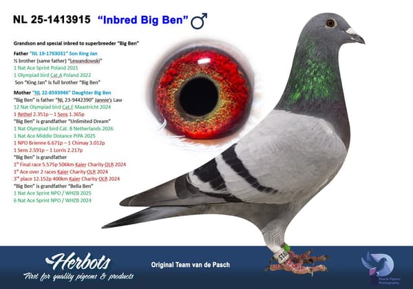 Pigeon Bids Team Van De Pasch