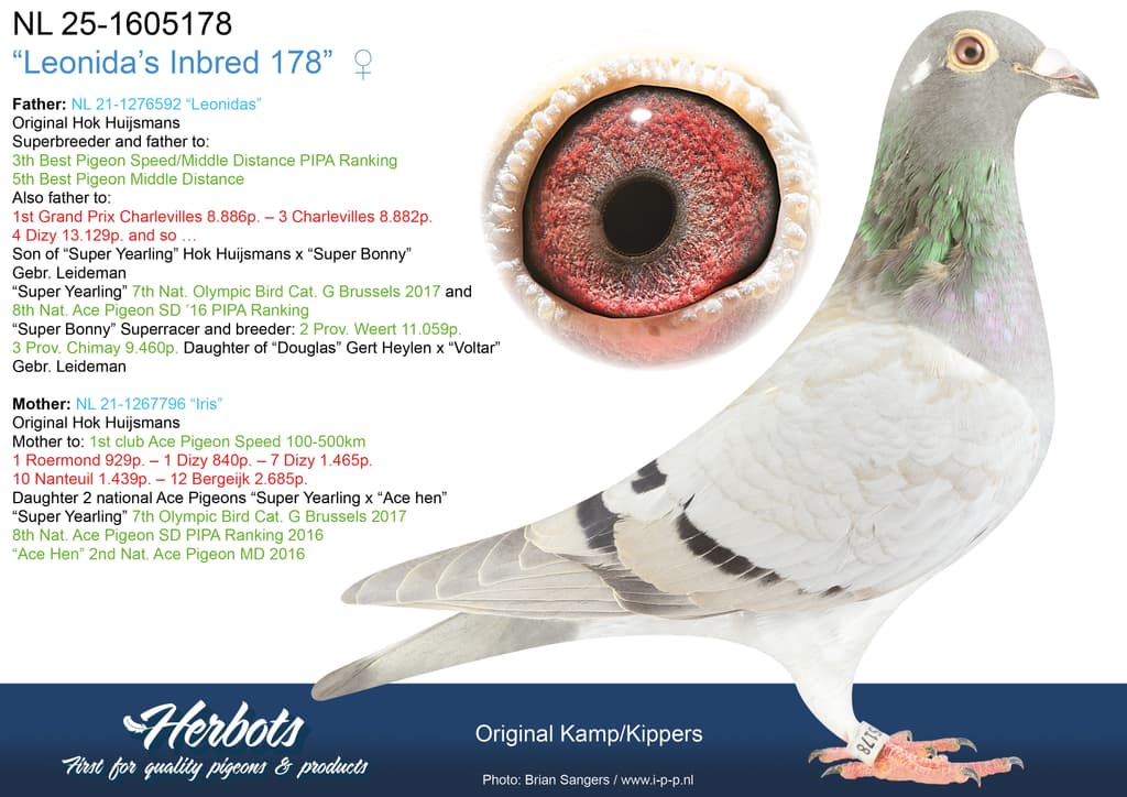 "Leonida's Inbred 163" - NL-25-1605163