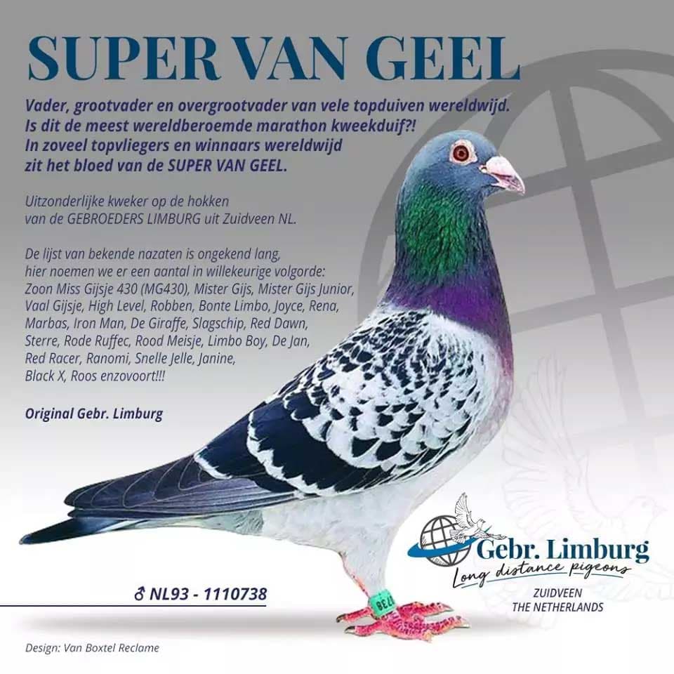 100 % Jan Aarden - NL-25-1595581