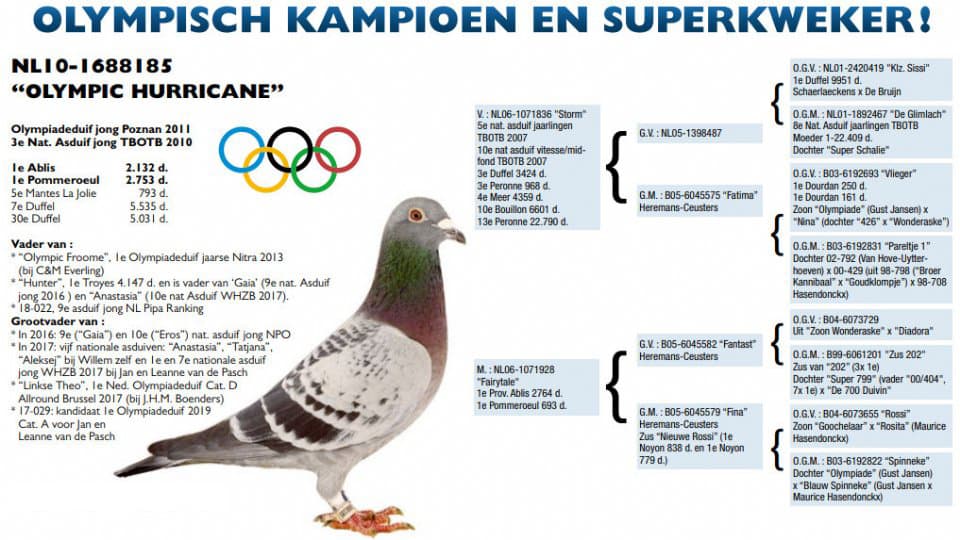 Wolvers-van't Oever: Success through Willem de Bruijn pigeons