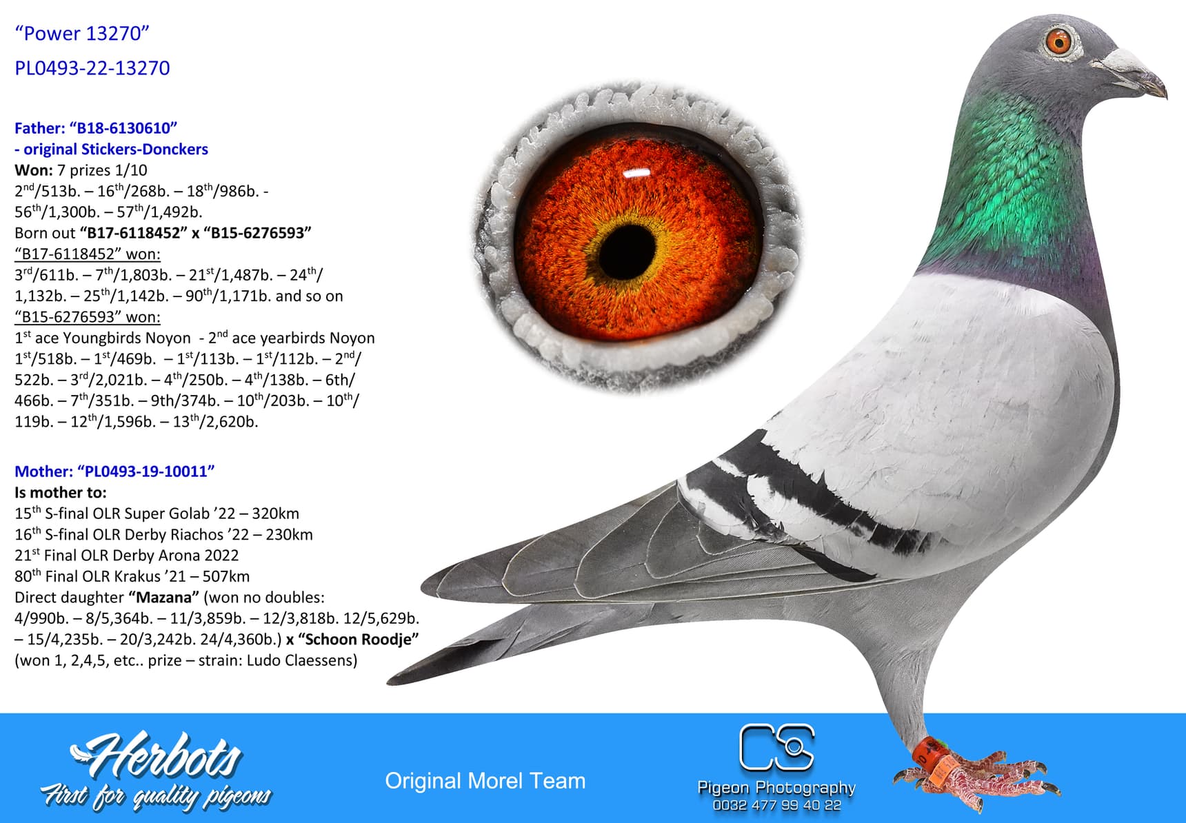 “237-Grandson Kittel” - DV-7392-22-237