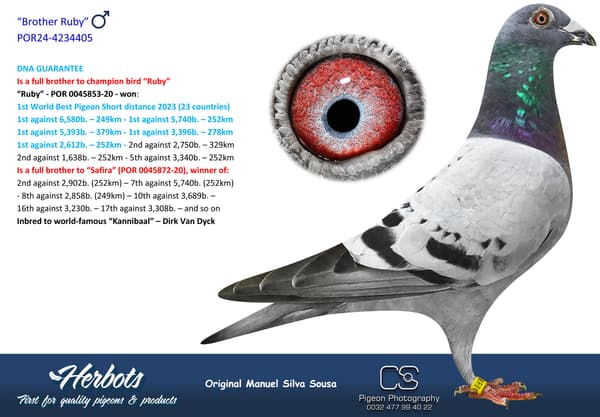Pigeon Bids "Ruby" Collection