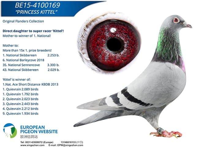 The best of Dirk van den Bulck - BE-19-2145975